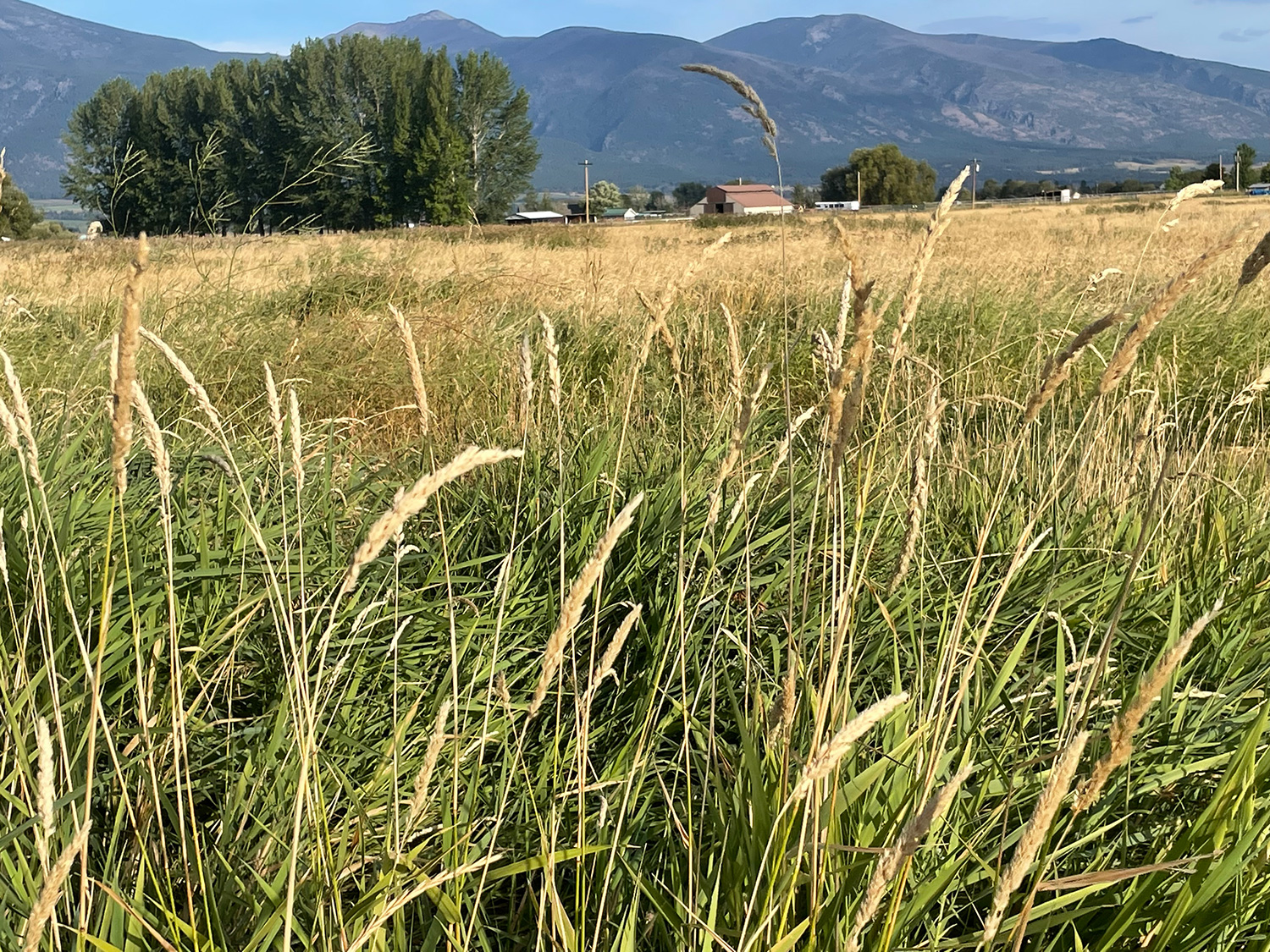 Flying AJ Ranch, an organic Bitterroot farm harvesting crop.